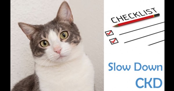 Checklist To Slow Down CKD In Cats