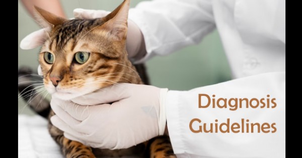 Diagnosis and IRIS Guidelines for CKD