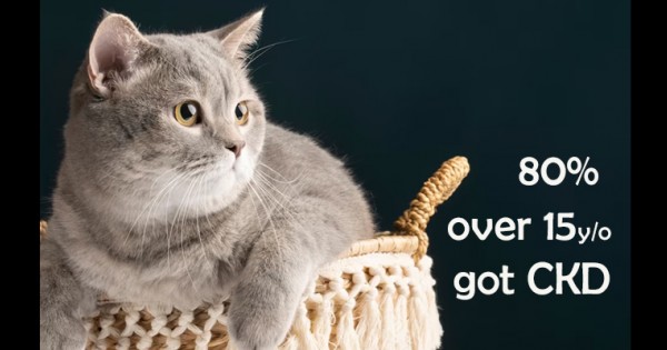 Why CKD is Common in Cats?