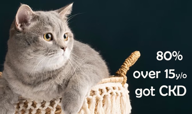 Understanding Ckd In Cats Semintra